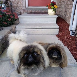 @dasha_and_stas - view channel telegram Canada🇨🇦 Journey with fun 🍩