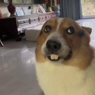 Telegram contact with @papa_americano @papa_americano